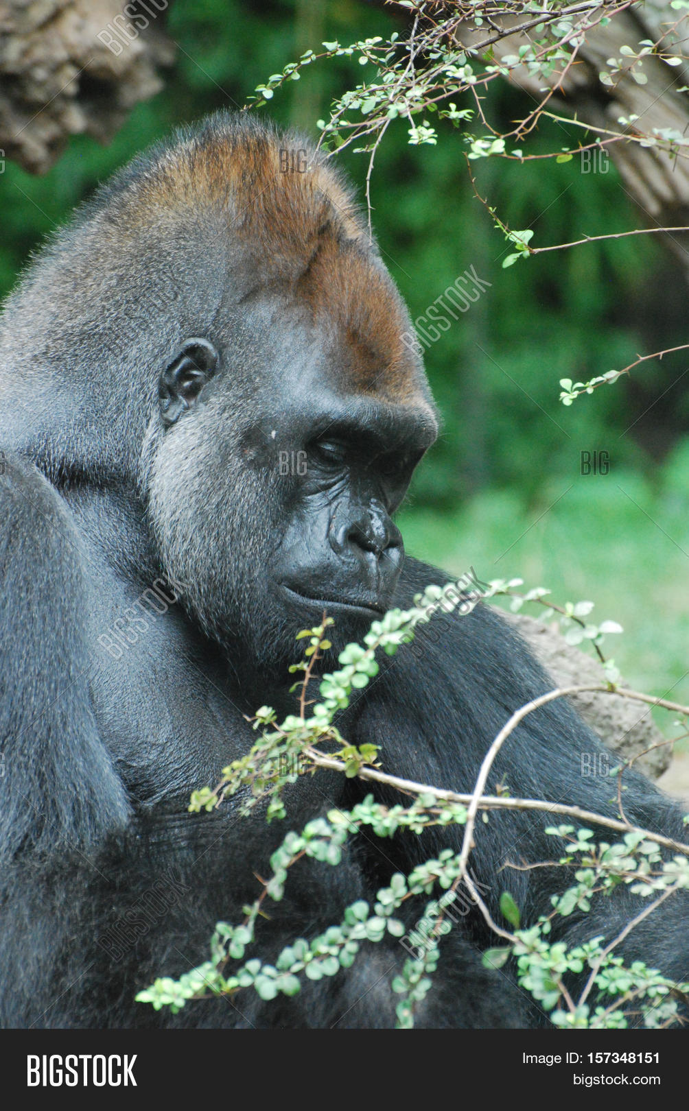 Great Face Silverback Image & Photo (Free Trial) | Bigstock