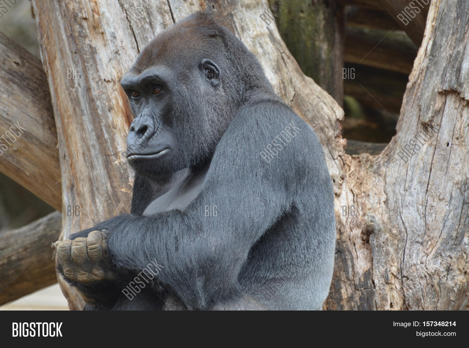 Very Solemn Look On Image & Photo (Free Trial) | Bigstock