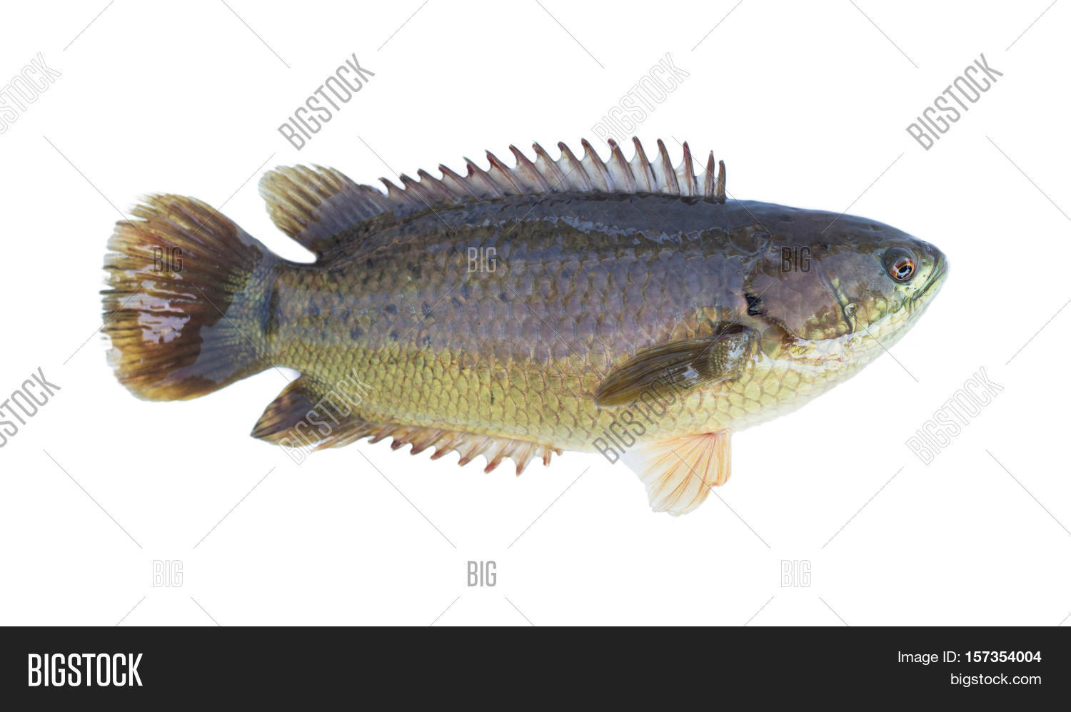 Climbing Perch Fish Image & Photo (Free Trial) | Bigstock
