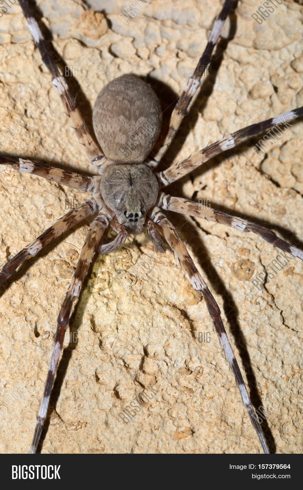 Zebra Spider Image & Photo (Free Trial) | Bigstock