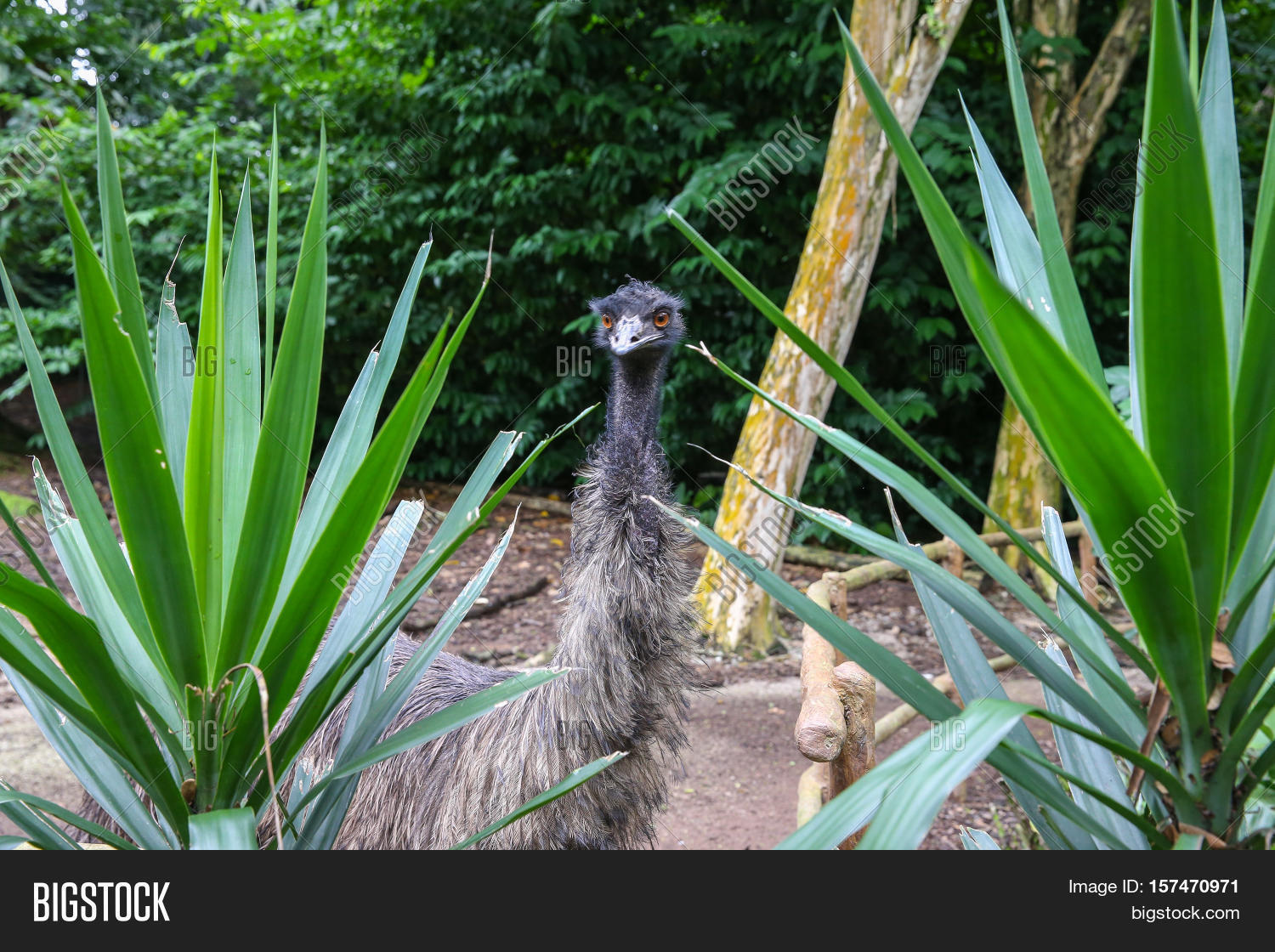 Closeup Emu Head, Image & Photo (Free Trial) | Bigstock