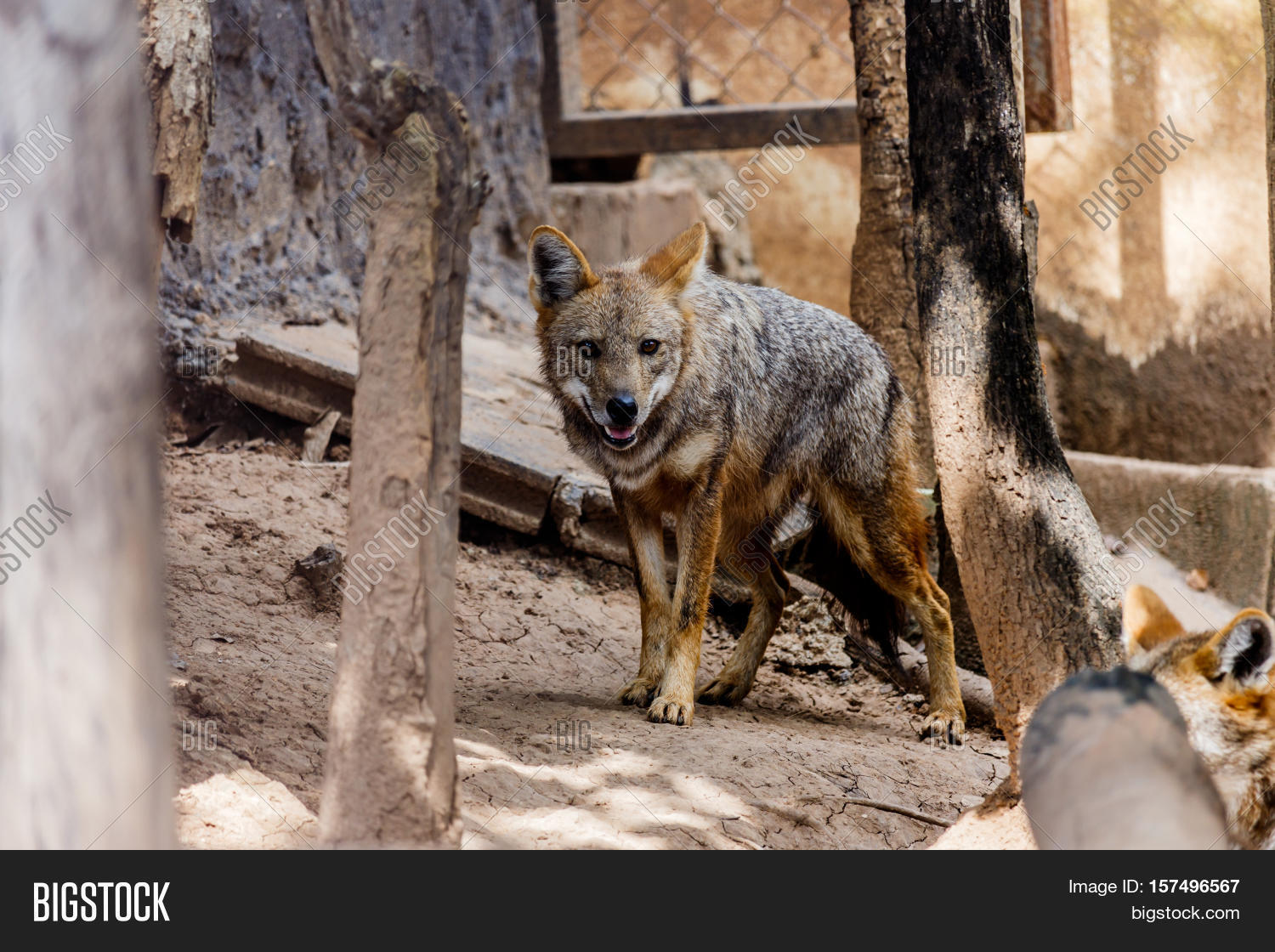 Gray Golden Jackal Image & Photo (Free Trial) | Bigstock