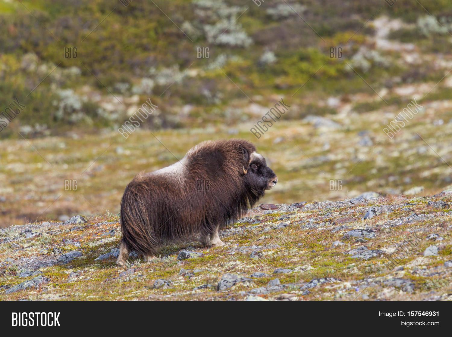 Female Musk Ox (Ovibos Image & Photo (Free Trial) | Bigstock