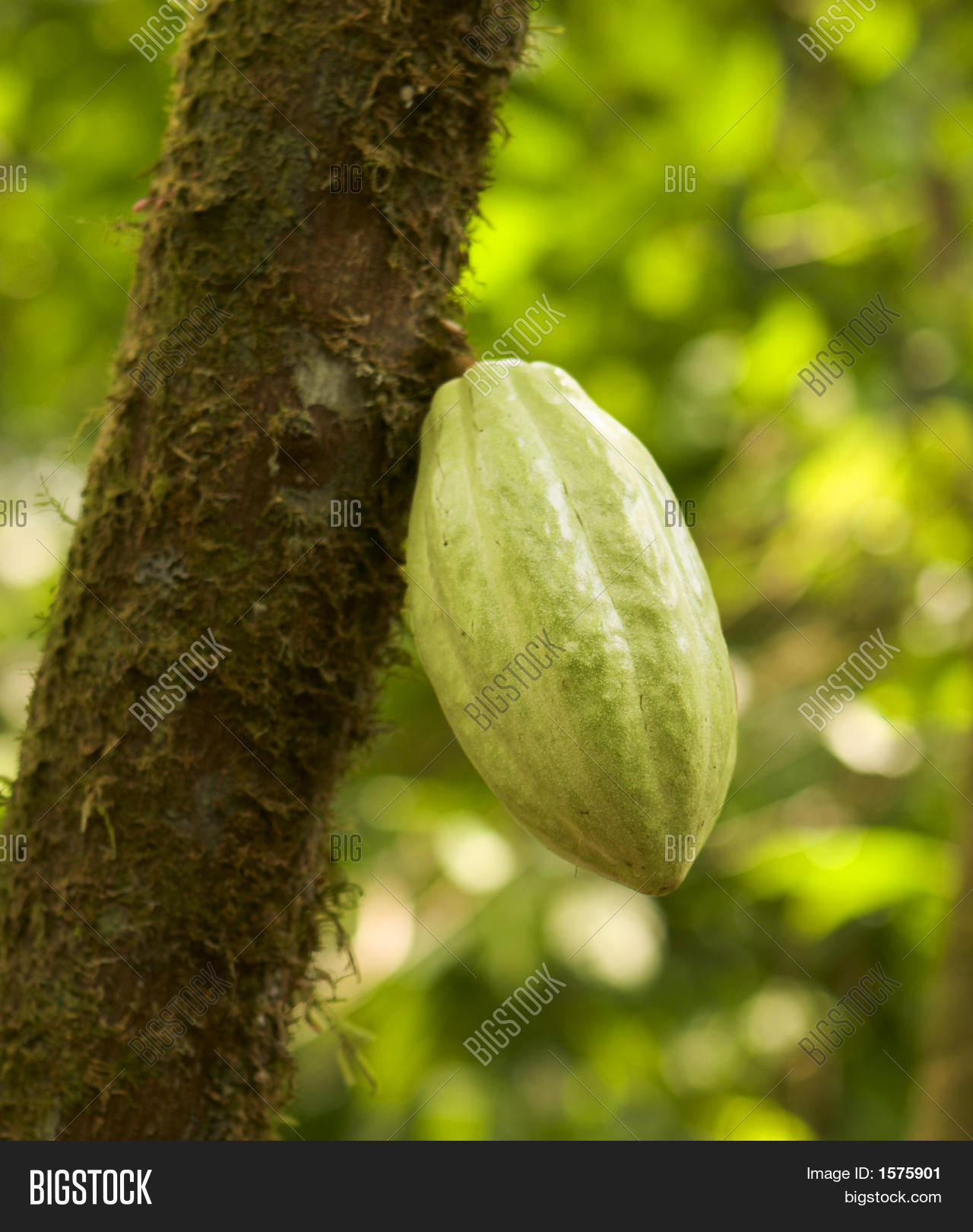 Chocolate Pod On Tree Image & Photo (Free Trial) | Bigstock