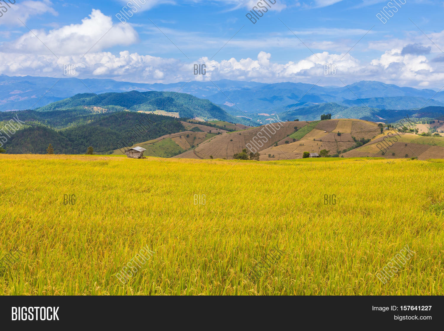 Golden Color Stepped Image & Photo (Free Trial) | Bigstock