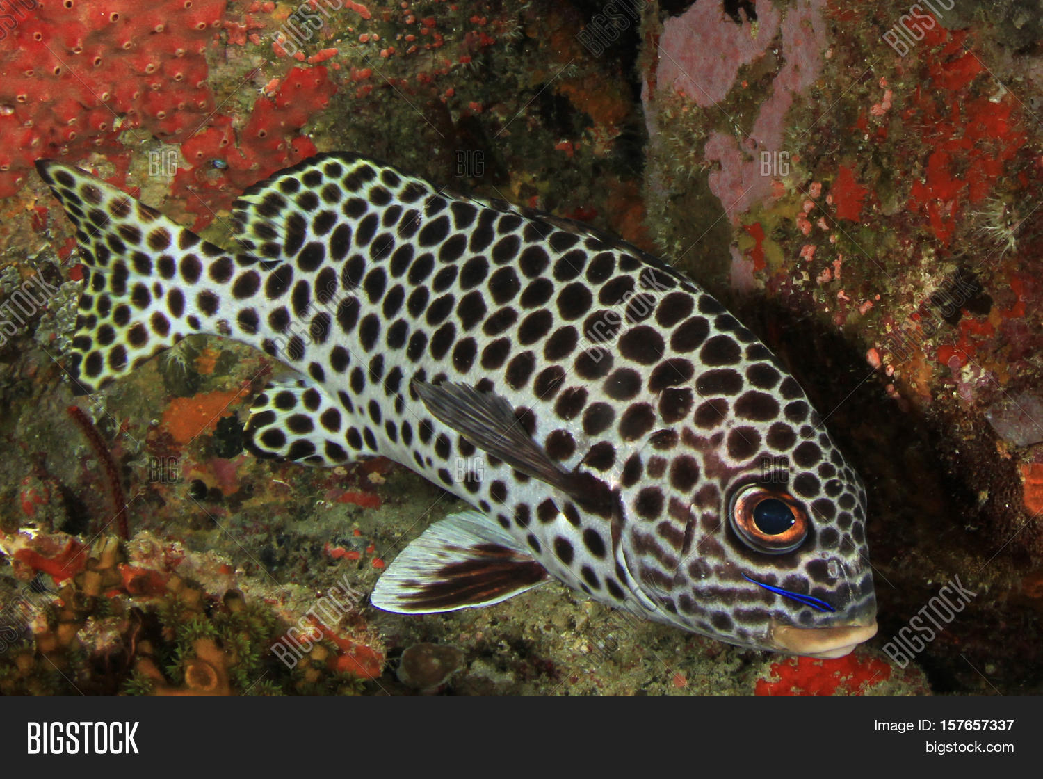 Andaman Sweetlips Fish Image & Photo (Free Trial) | Bigstock