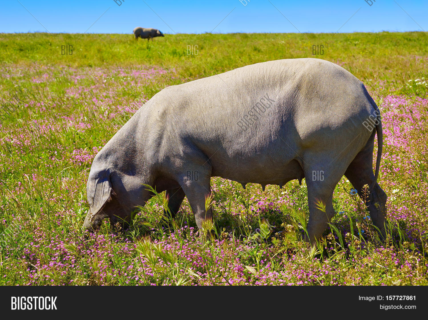 Cerdo Iberico Iberian Image & Photo (Free Trial) | Bigstock