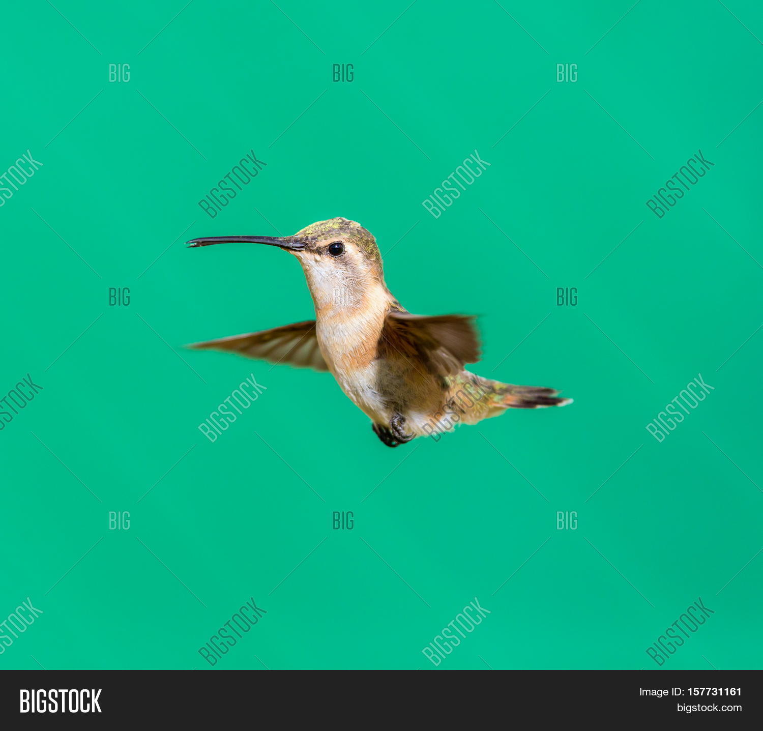 Lucifer Hummingbird Image & Photo (Free Trial) | Bigstock