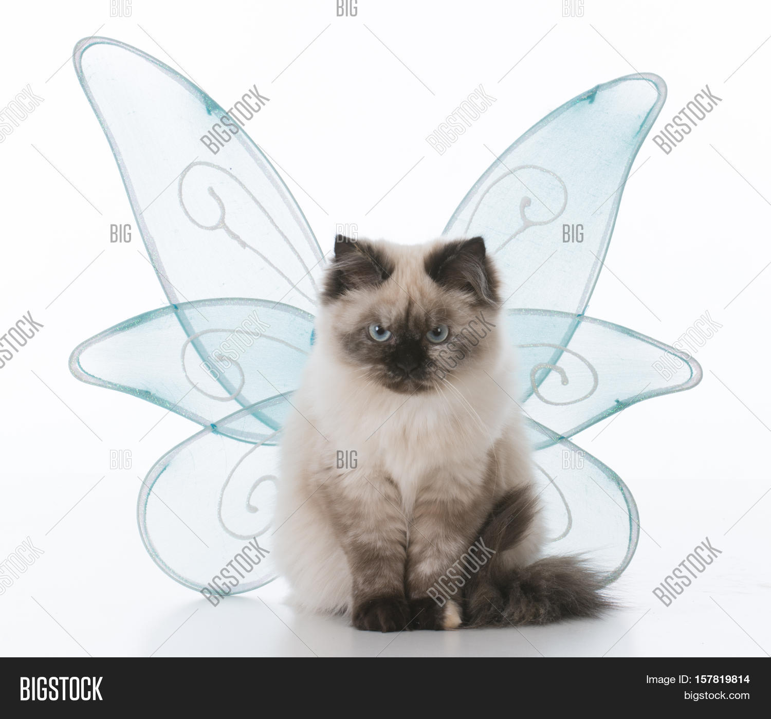 Female Ragdoll Kitten Image & Photo (Free Trial) | Bigstock