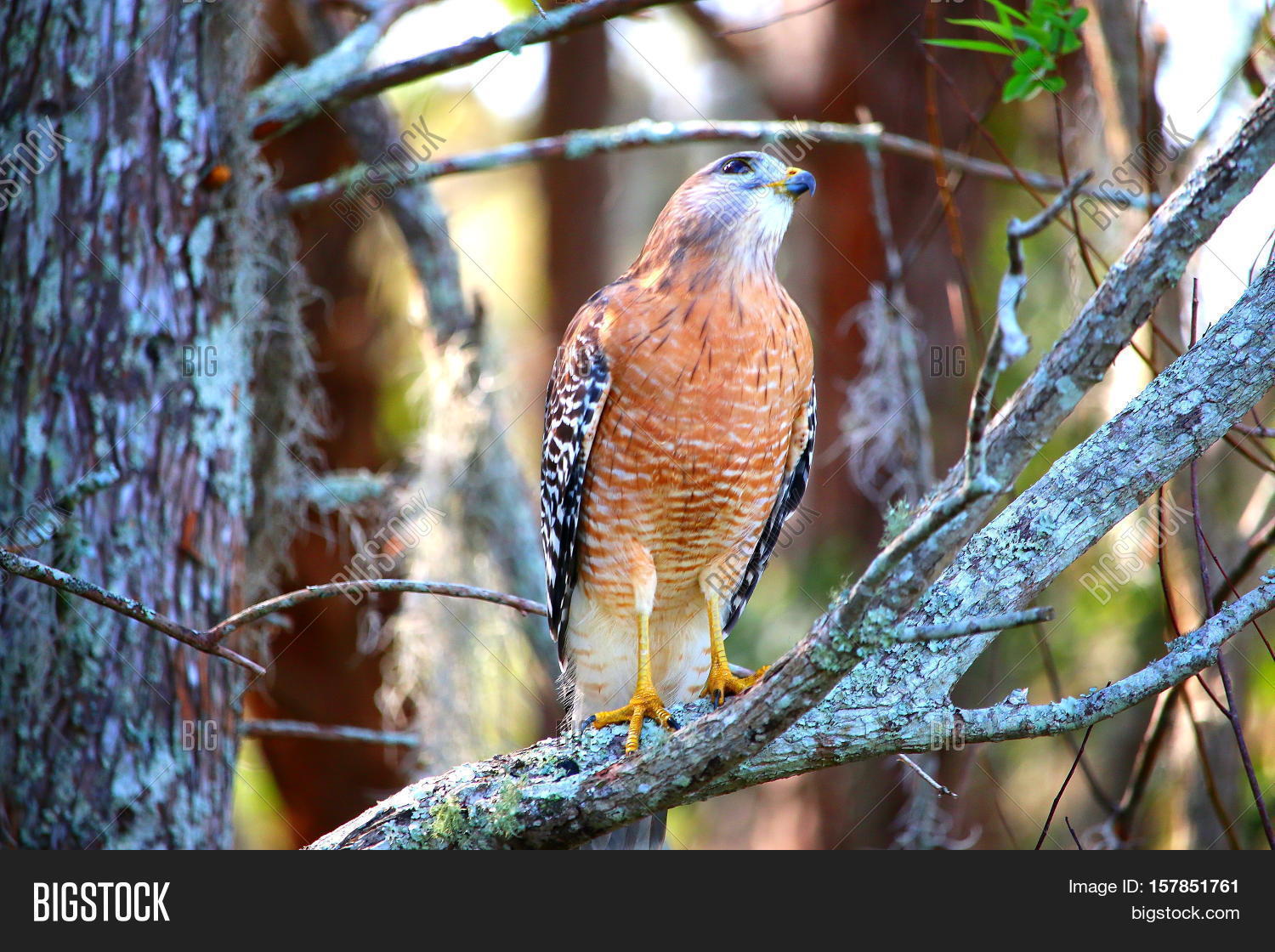 Hawk Smiling Enchanted Image & Photo (Free Trial) | Bigstock