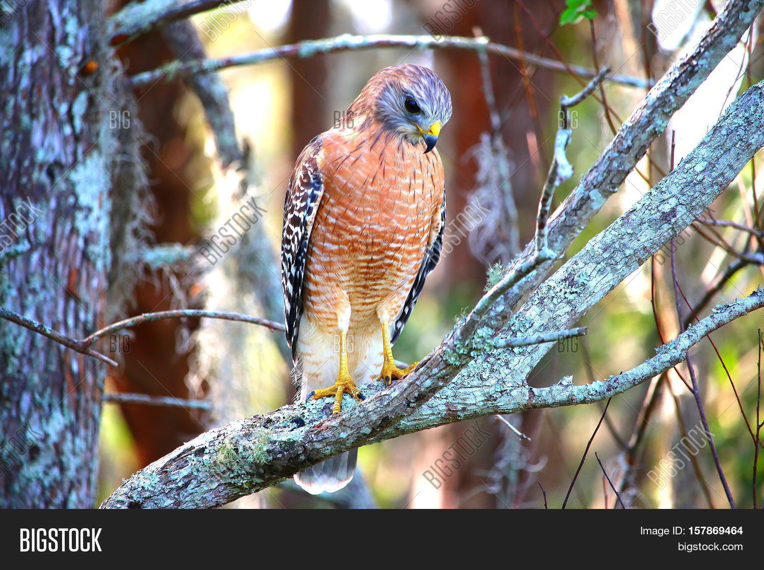 Hawk Looking Down Image & Photo (Free Trial) | Bigstock