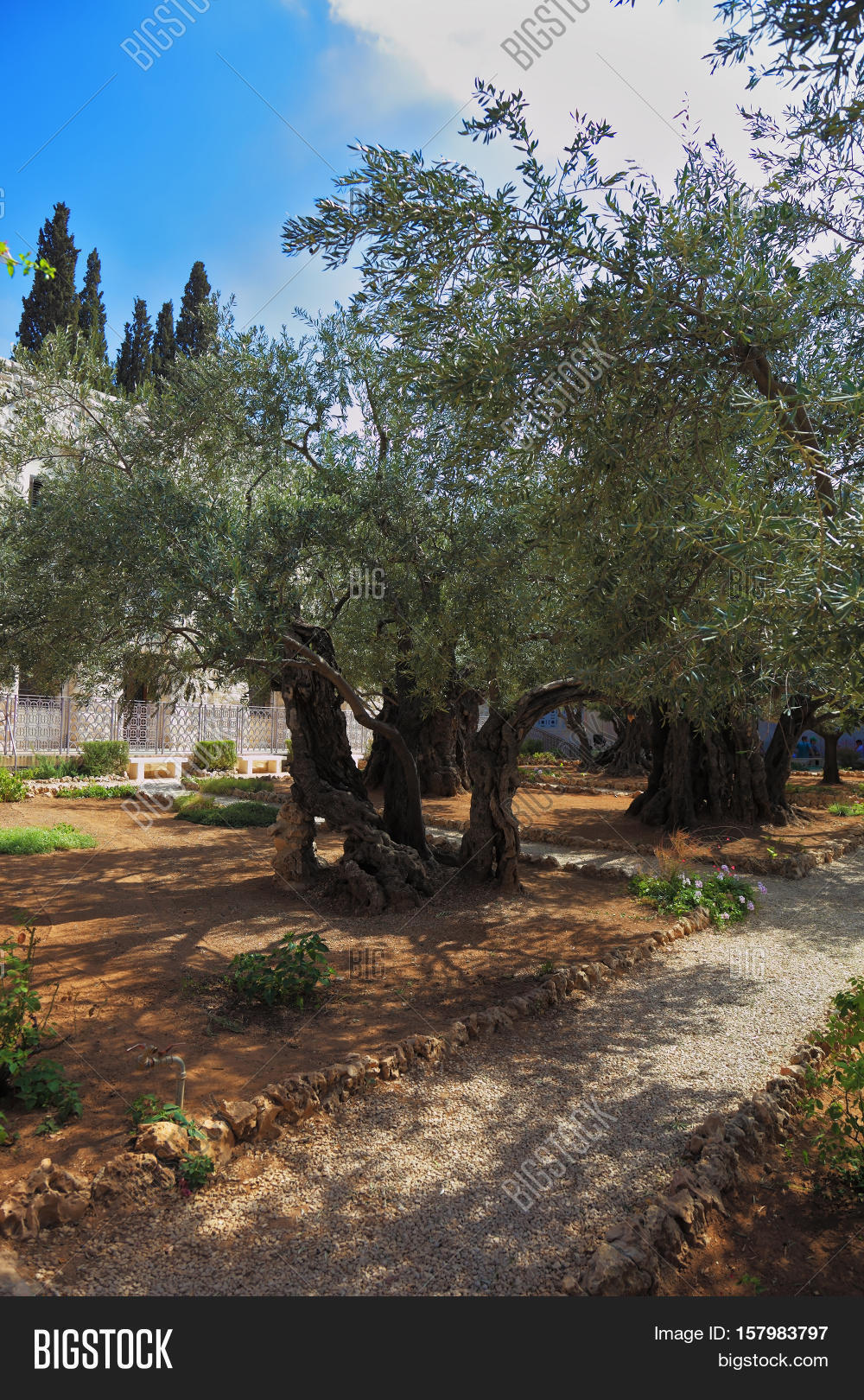 Path Between Old Olive Image & Photo (Free Trial) | Bigstock