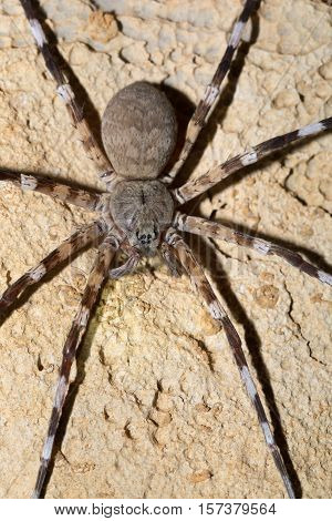 Zebra Spider Image & Photo (Free Trial) | Bigstock