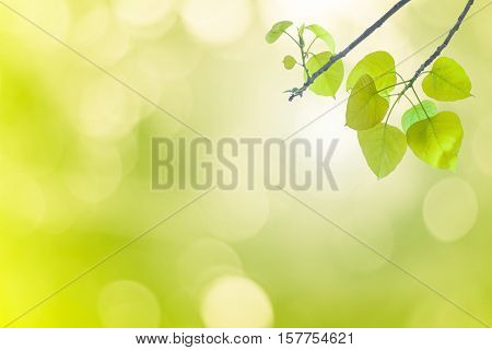 Bo Leaves Green Spring Image & Photo (Free Trial) | Bigstock