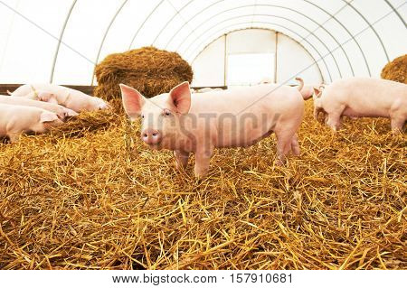 Young Piglet On Hay Image & Photo (Free Trial) | Bigstock