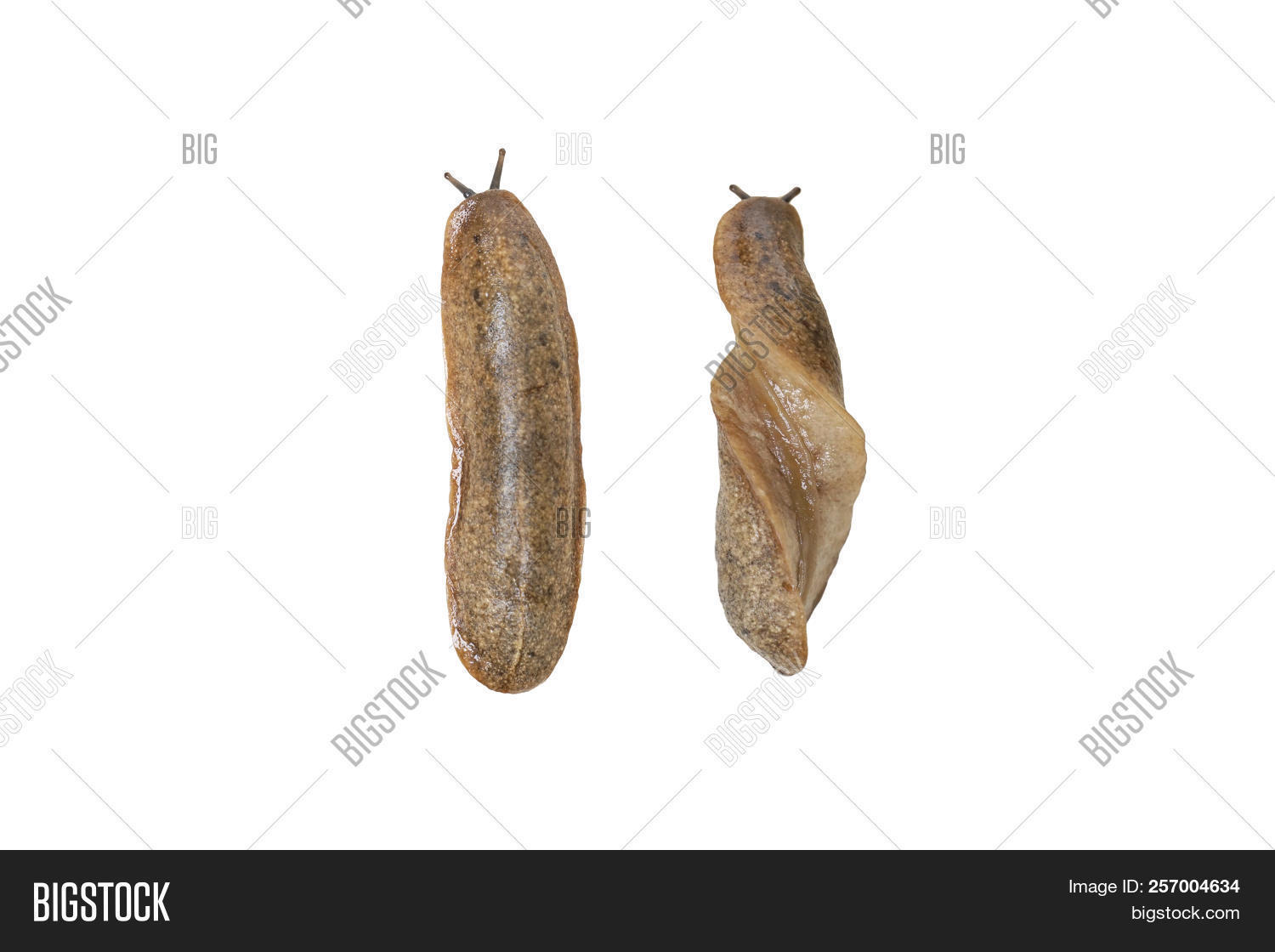 Anatomy Siamese Slug Image & Photo (Free Trial) | Bigstock