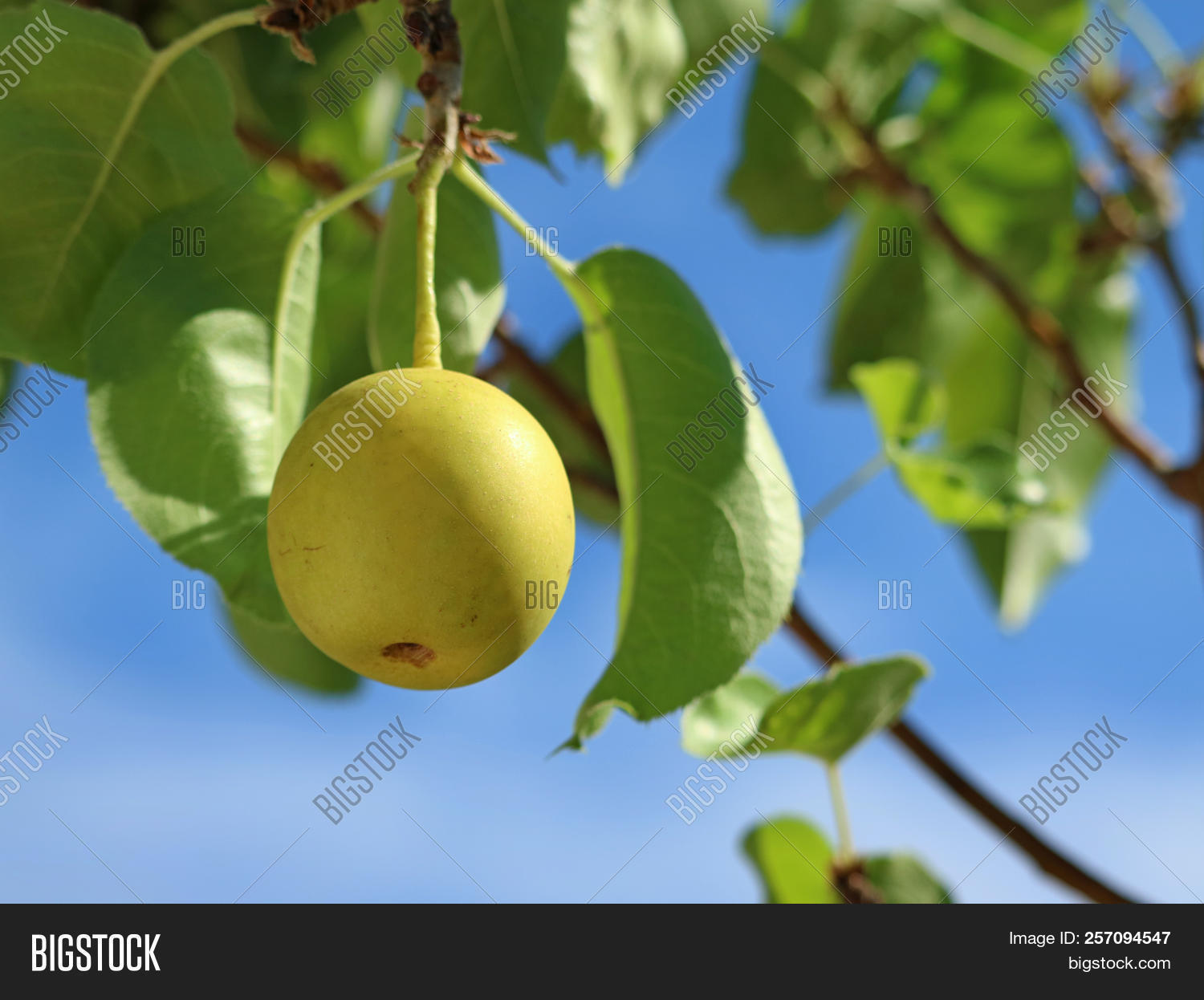 Asian Pear Nashi, Image & Photo (Free Trial) | Bigstock