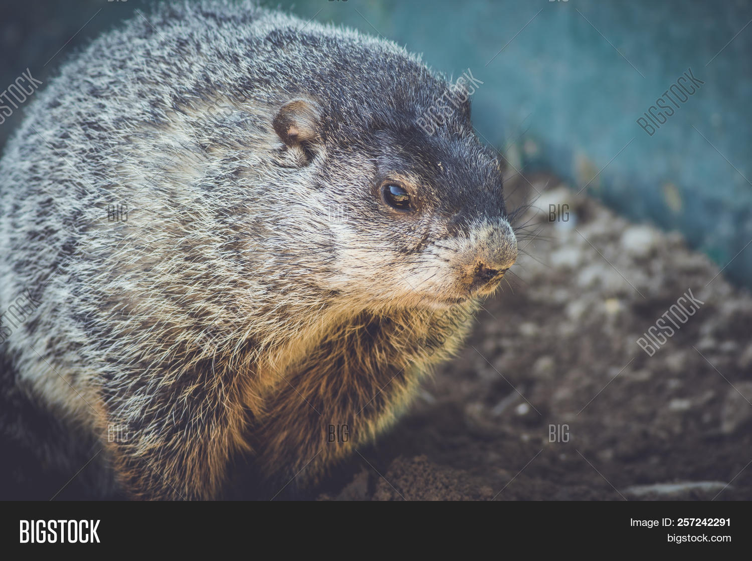 Young Groundhog ( Image & Photo (Free Trial) | Bigstock