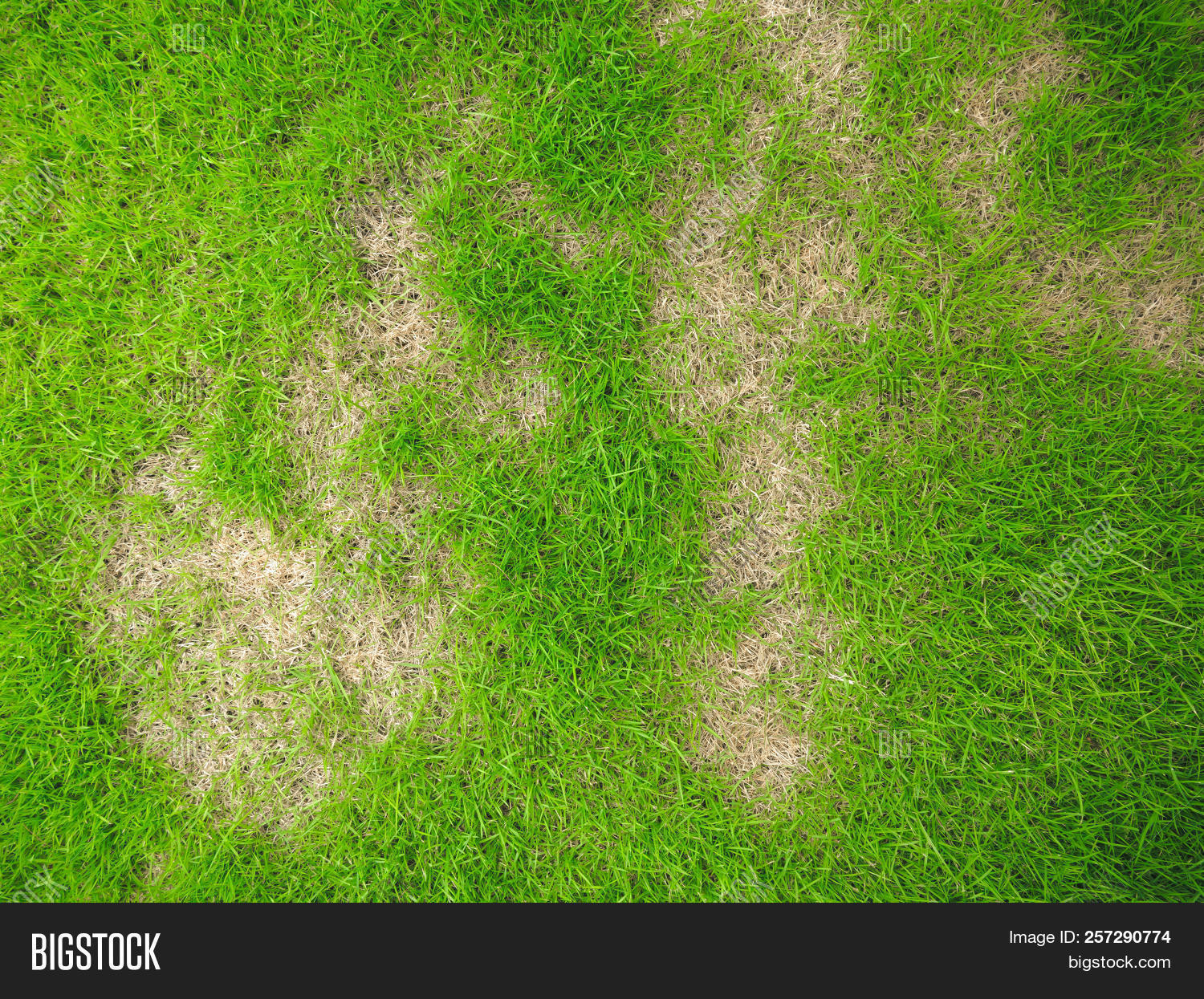 Grass Texture. Grass Image & Photo (Free Trial) | Bigstock