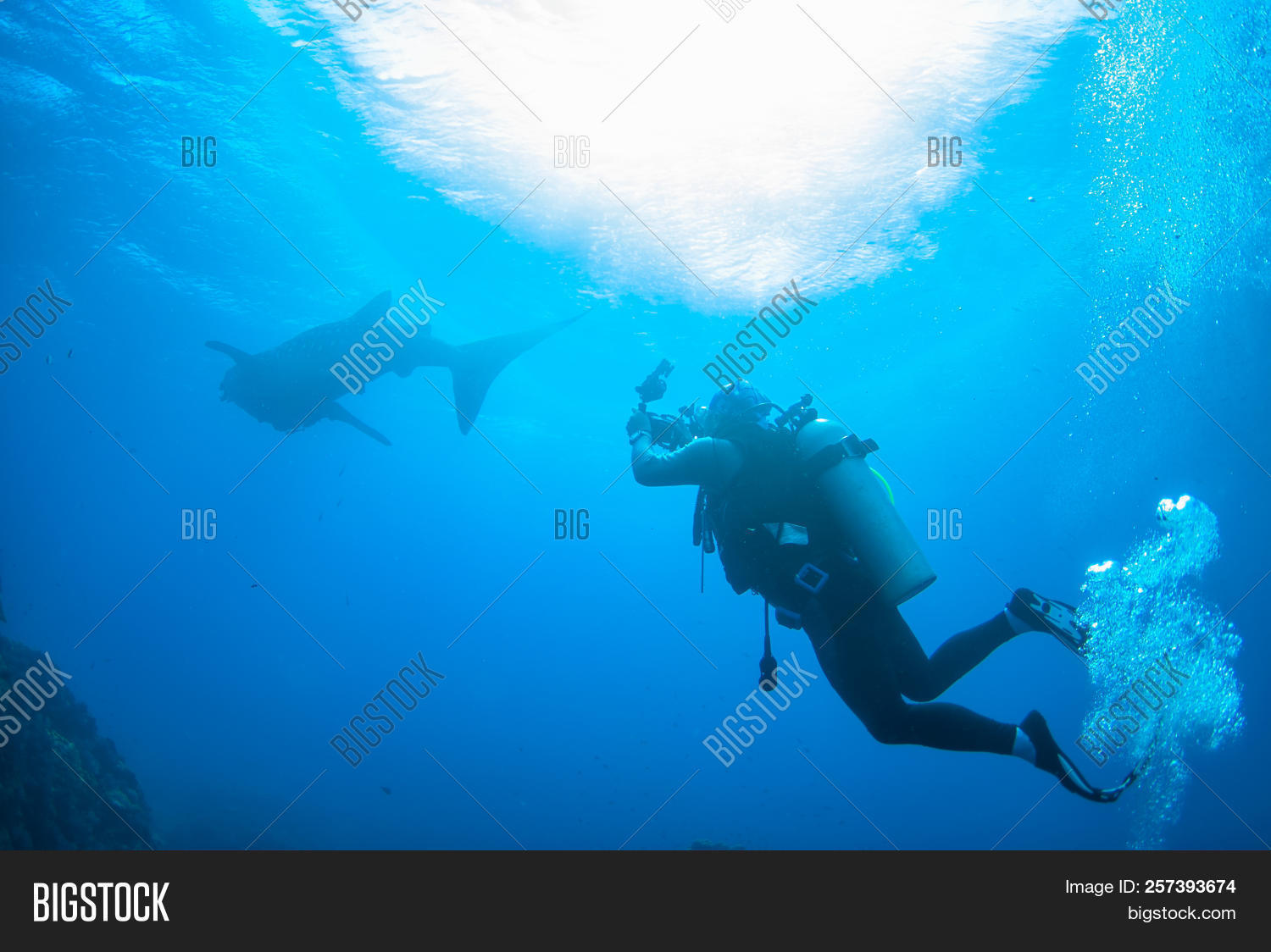 Scuba Diving Image & Photo (Free Trial) | Bigstock
