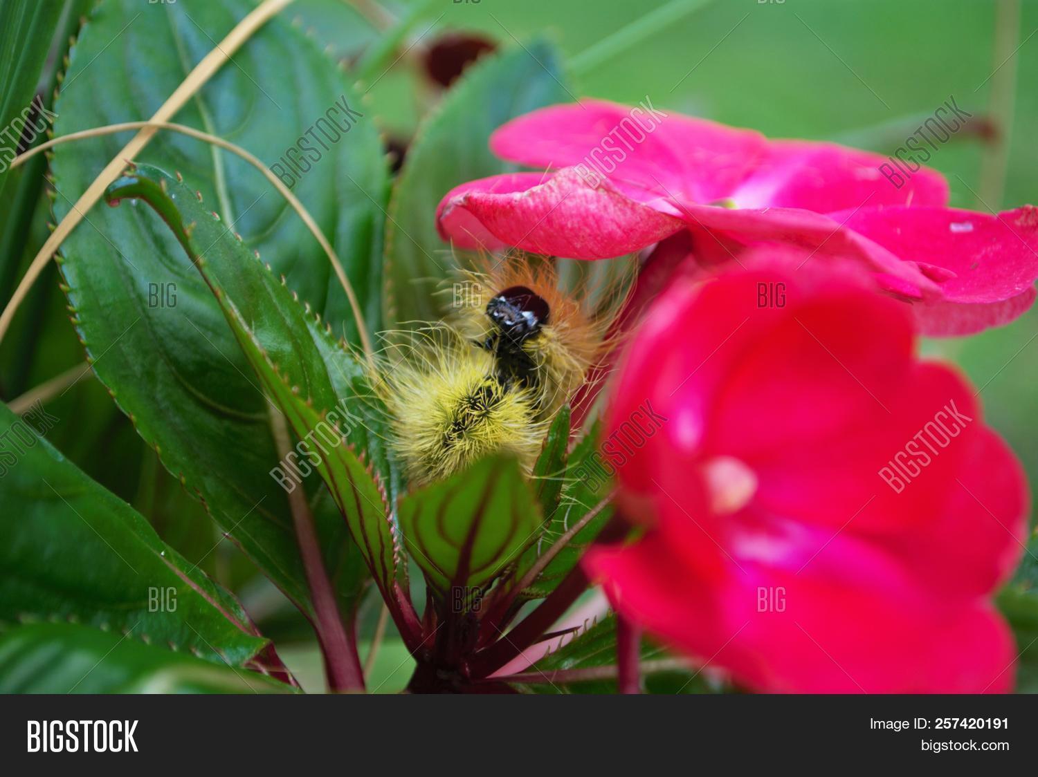 Yellow Wooly Worm Image & Photo (Free Trial) | Bigstock