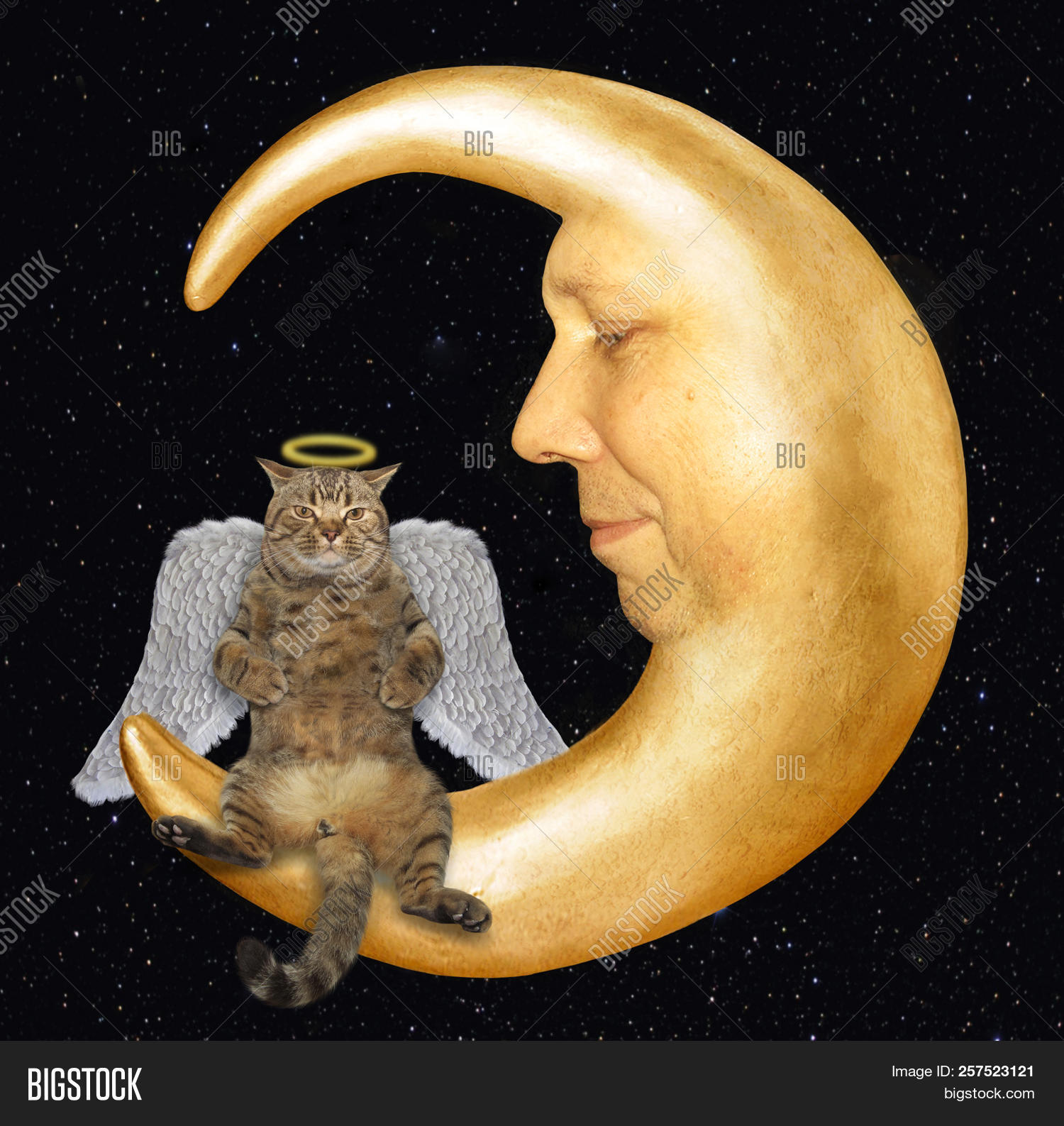 Cat Angel Halo Wings Image & Photo (Free Trial) | Bigstock