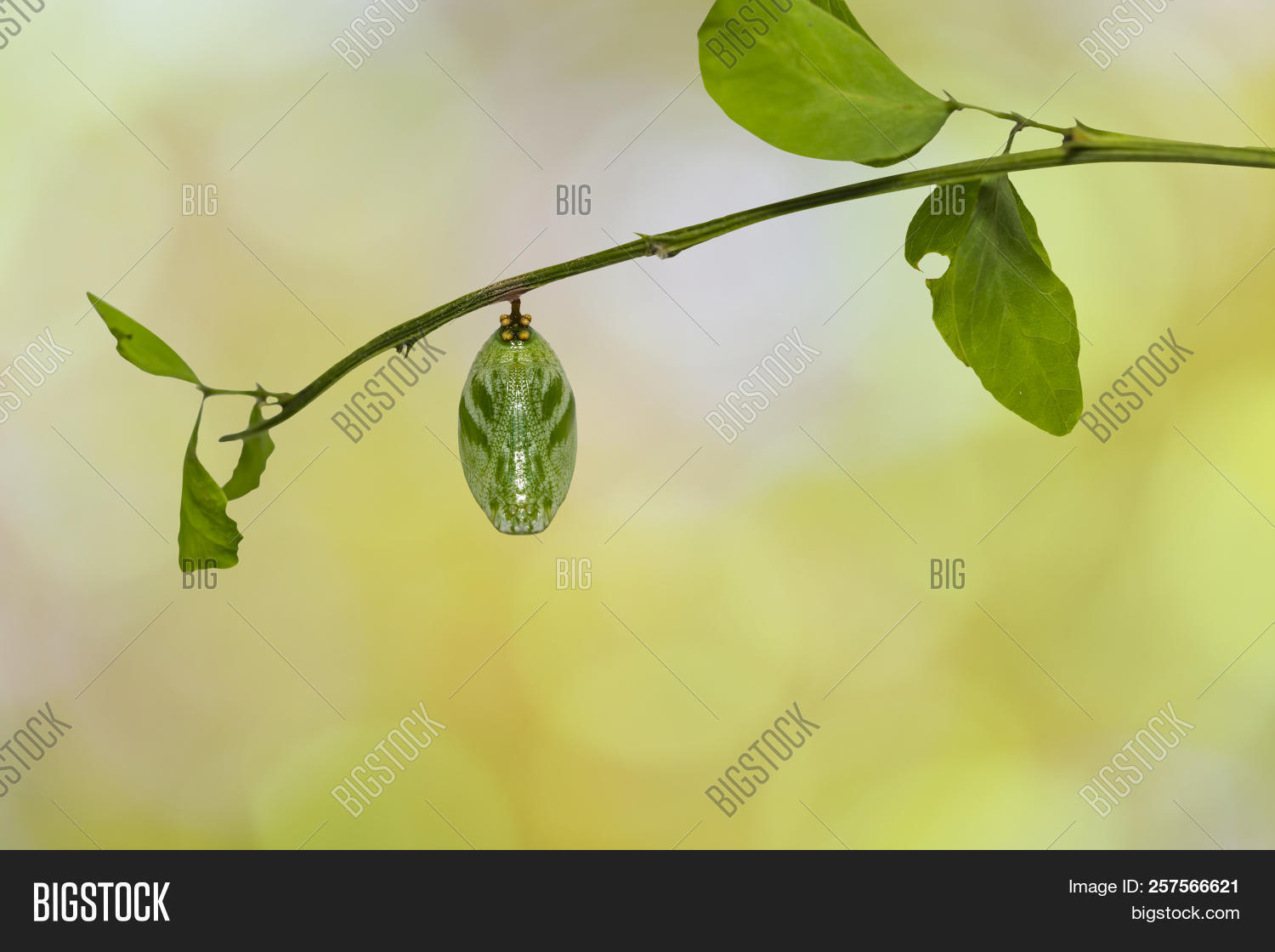 Chrysalis Common Nawab Image & Photo (Free Trial) | Bigstock