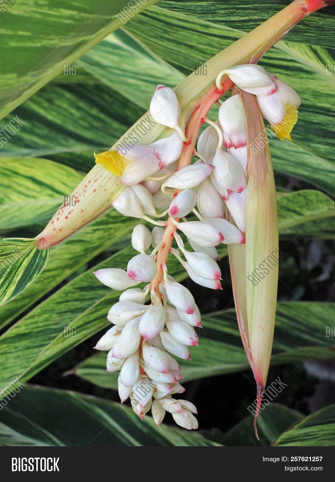 Photos Flowers, Ferns Image & Photo (Free Trial) | Bigstock