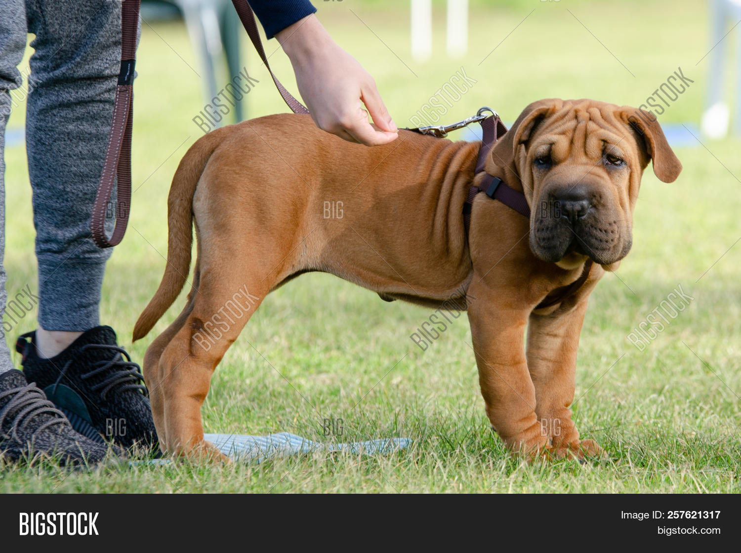 Cute Wrinkly Puppy Image & Photo (Free Trial) | Bigstock