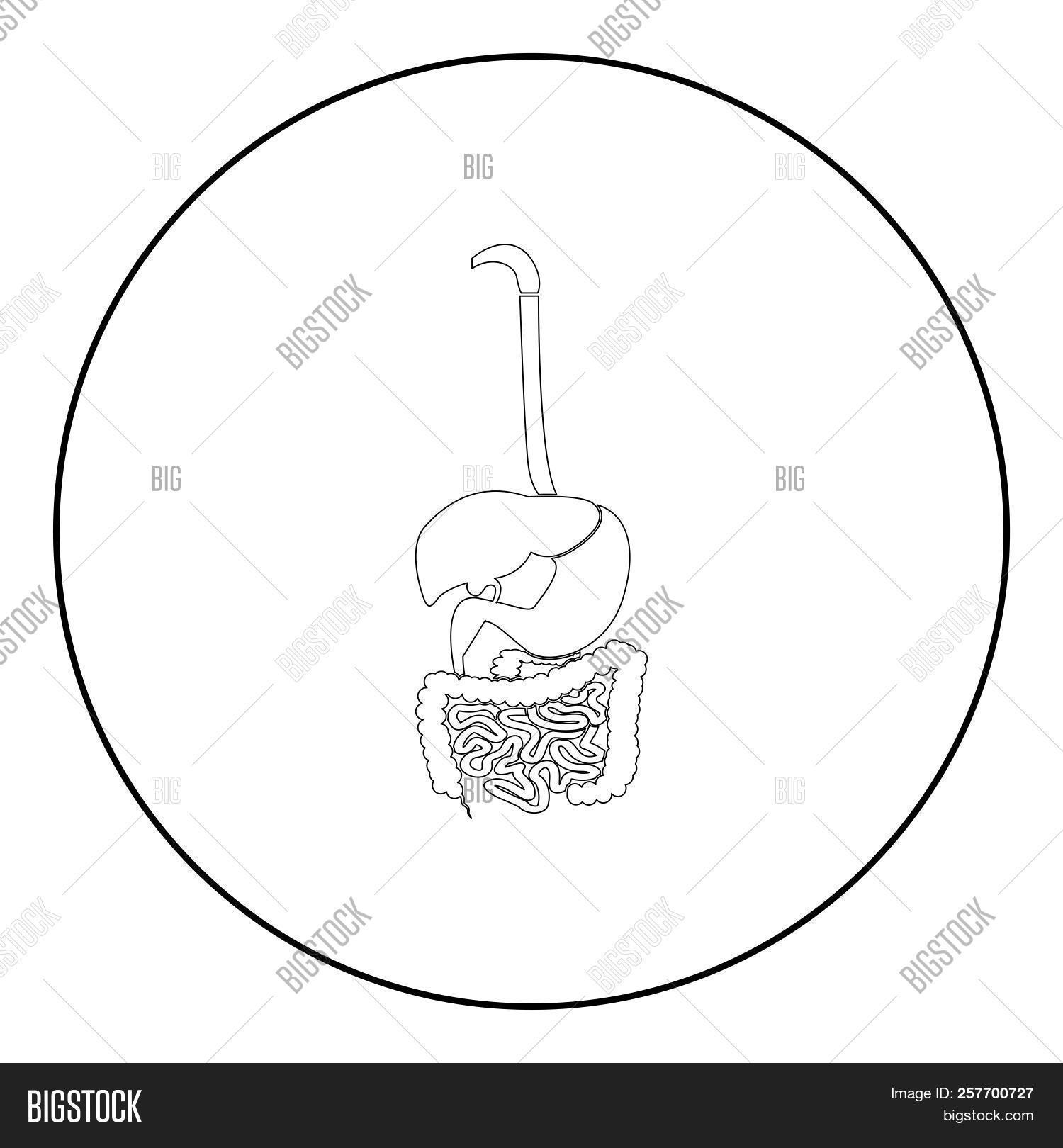 Digestive System Icon Vector & Photo (Free Trial) | Bigstock