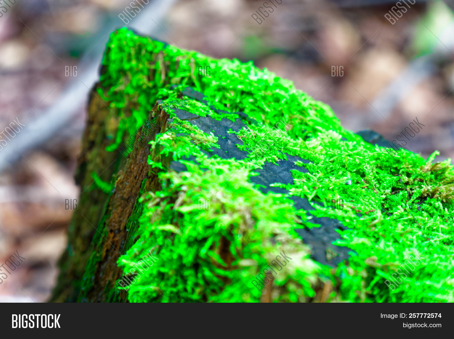 Moss On Tree Roots, Image & Photo (Free Trial) | Bigstock