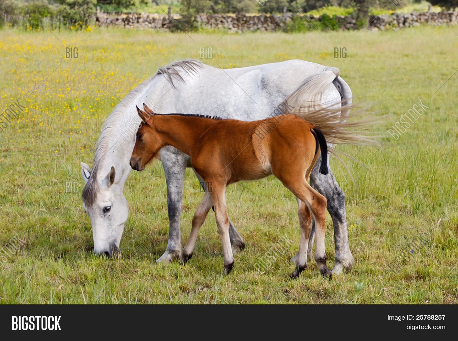Imagen y foto Caballo Adorable (prueba gratis) | Bigstock