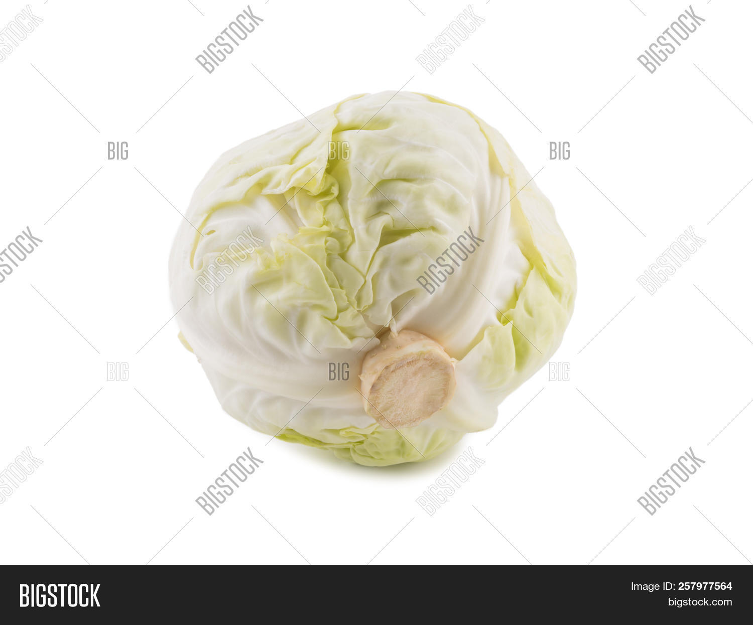 White Cabbage Isolated Image & Photo (Free Trial) | Bigstock