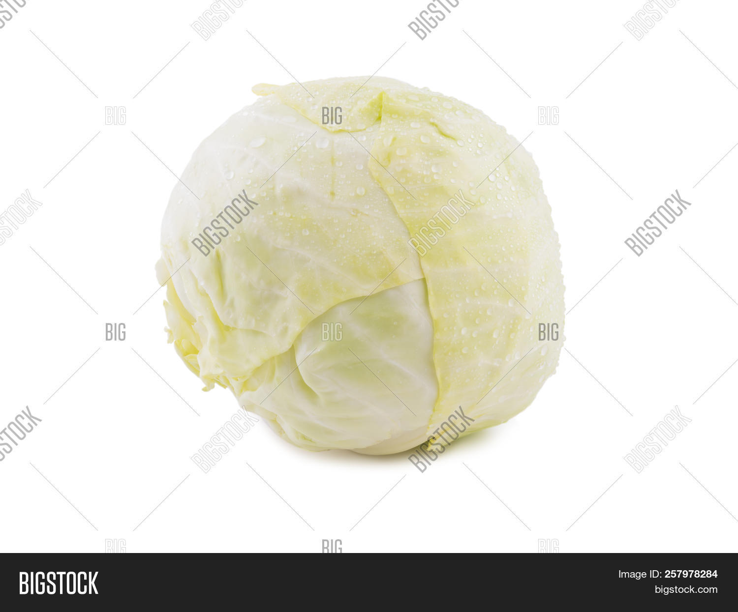 White Cabbage Isolated Image & Photo (Free Trial) | Bigstock