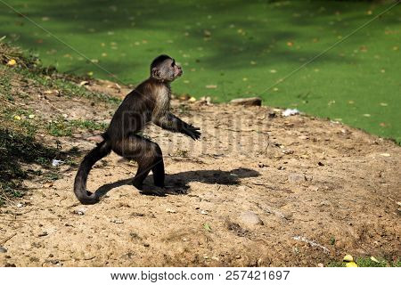 Full Body Standing Image & Photo (Free Trial) | Bigstock