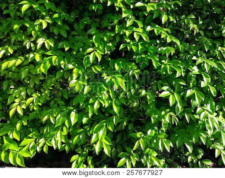 Green Shrubs. Many Image & Photo (Free Trial) | Bigstock