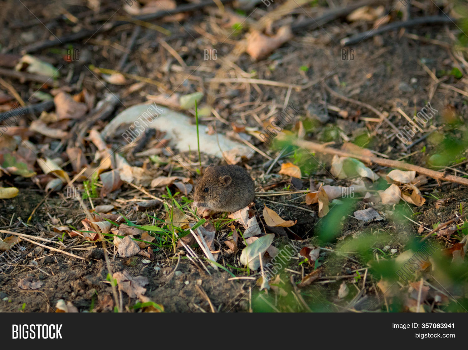 Field Mouse Walking On Image & Photo (Free Trial) | Bigstock