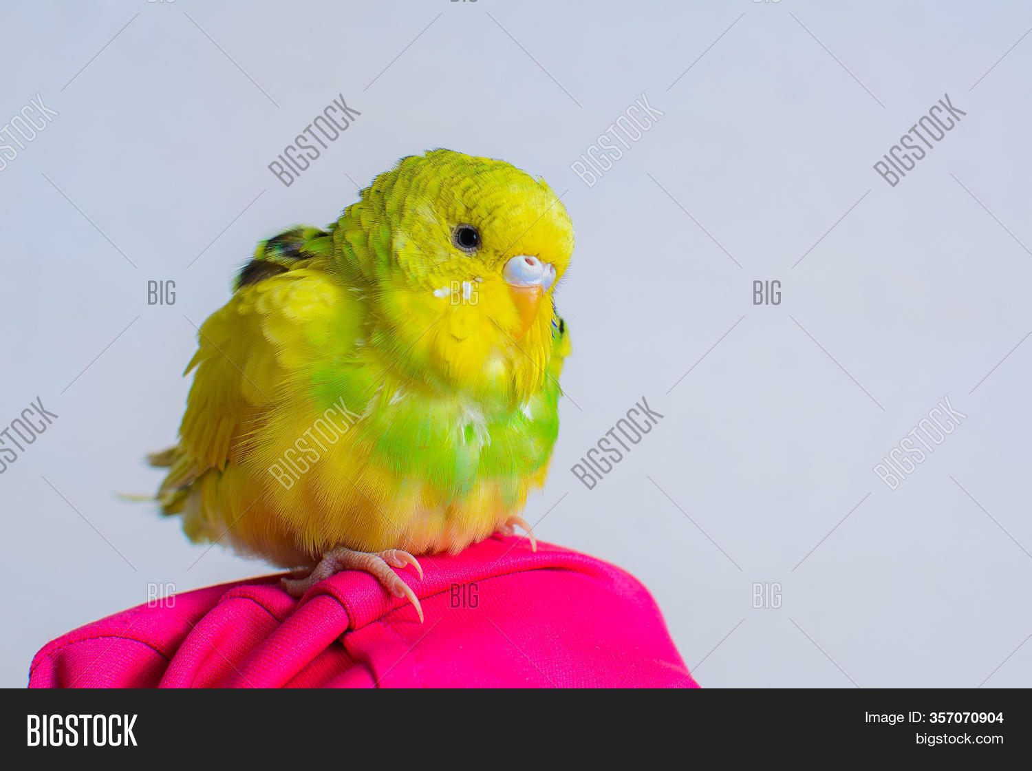 Funny Budgie. Cute Image & Photo (Free Trial) | Bigstock