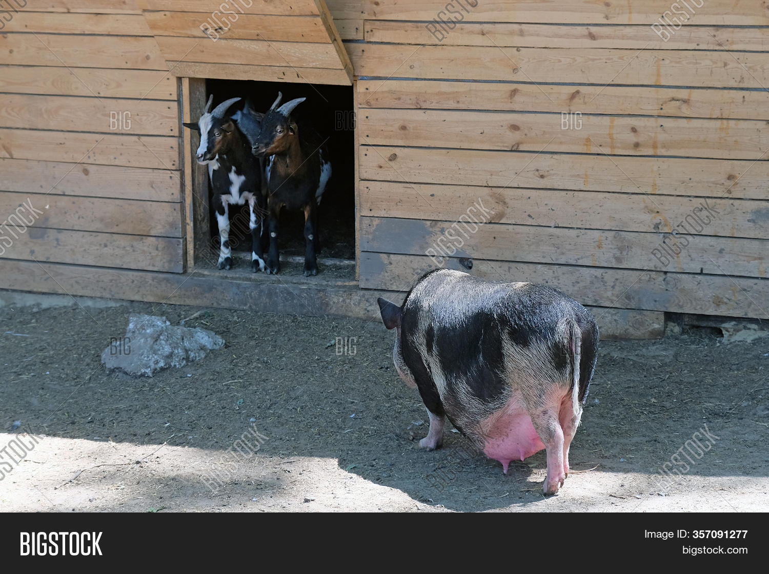 Big Pig Two Small Image & Photo (Free Trial) | Bigstock