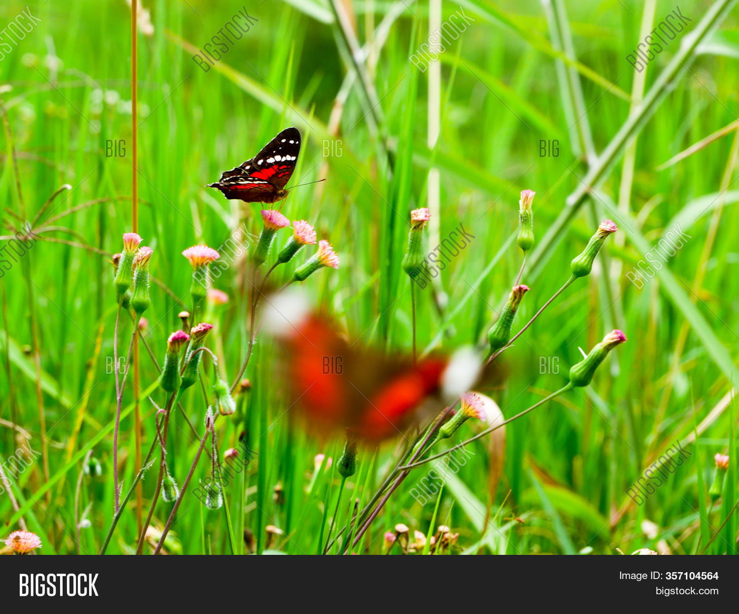 Two Common Butterflies Image & Photo (Free Trial) | Bigstock