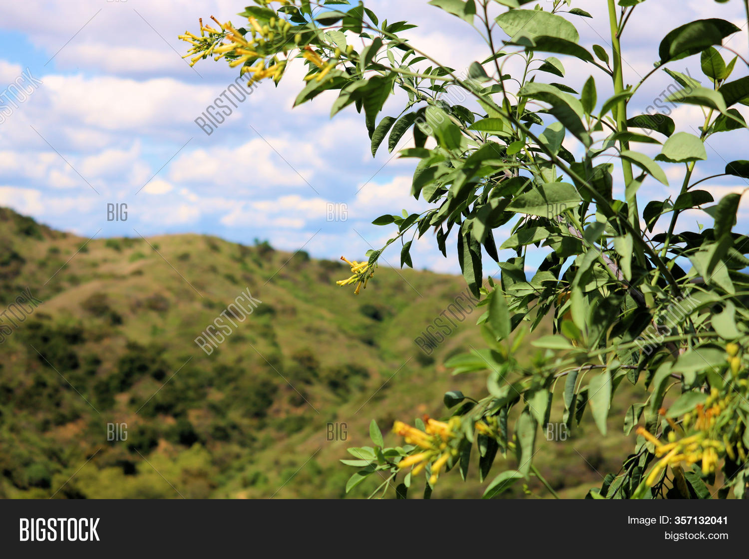 Chaparral Plants Image & Photo (Free Trial) | Bigstock