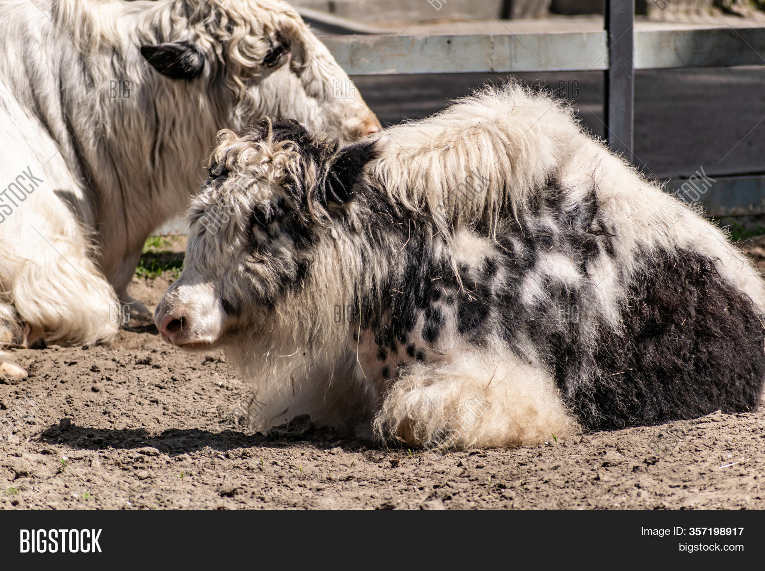 ภาพและภาพถ่าย (ทดลองใช้ฟรี) | Bigstock