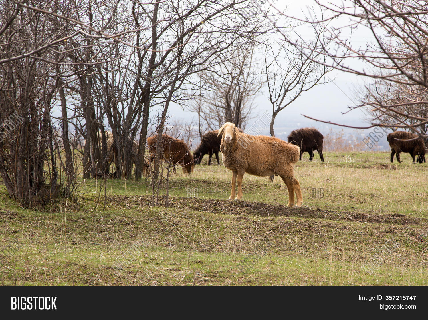 Flock Sheep Grazes Image & Photo (Free Trial) | Bigstock