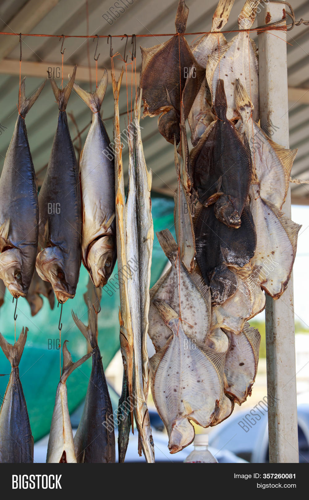 Stockfish On Rope Open Image & Photo (Free Trial) | Bigstock
