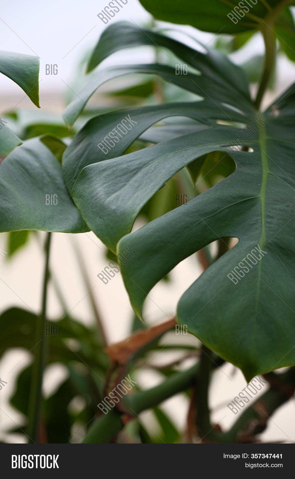 Monstera Leaves Close Image & Photo (Free Trial) | Bigstock