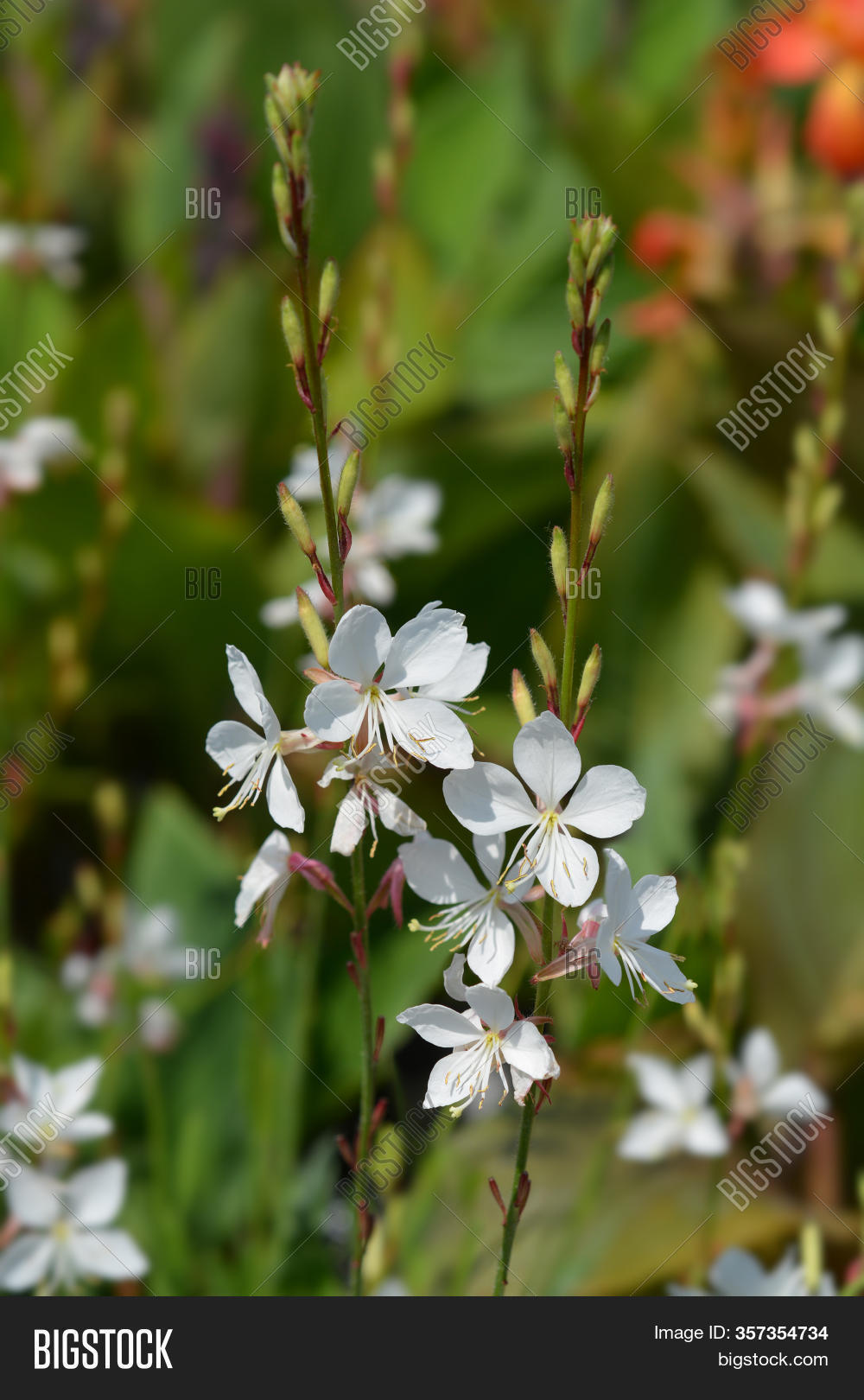 White Gaura - Latin Image & Photo (Free Trial) | Bigstock