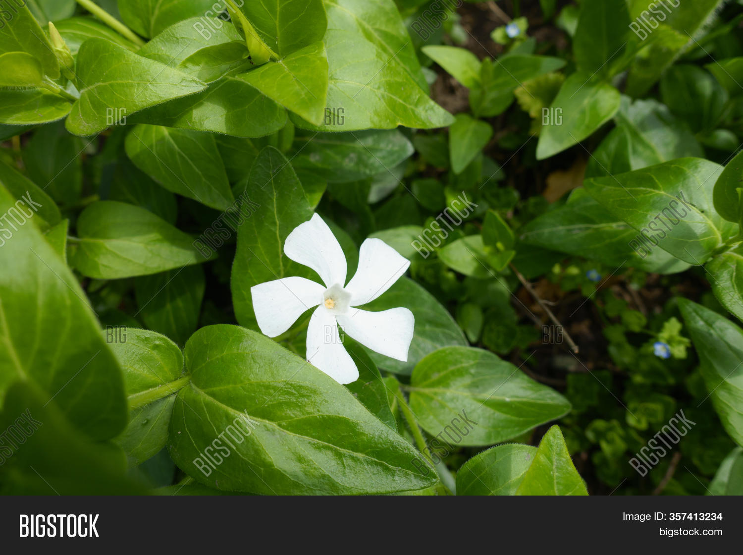 One White Flower Vinca Image & Photo (Free Trial) | Bigstock