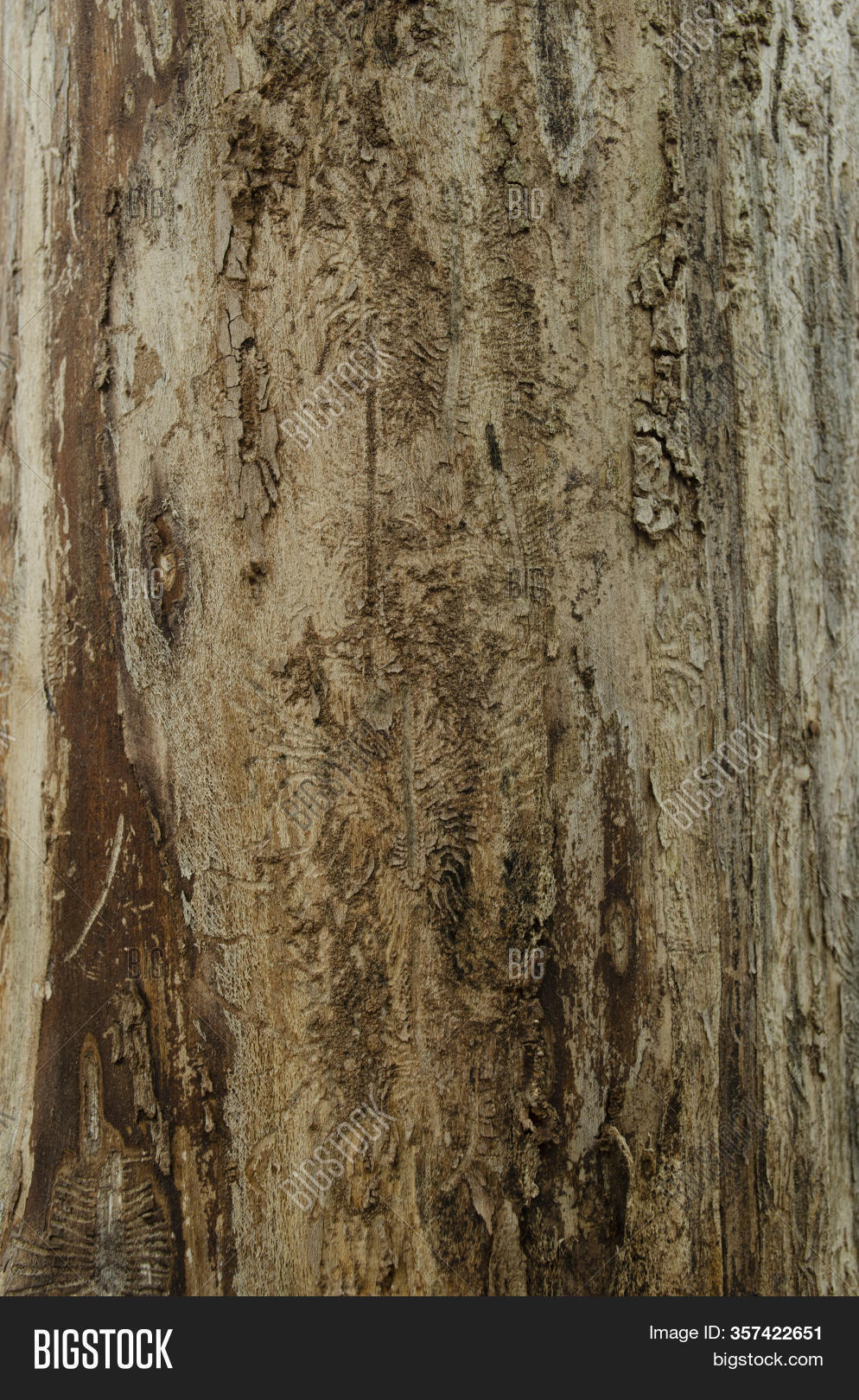 Smooth Tree Bark Image & Photo (Free Trial) | Bigstock