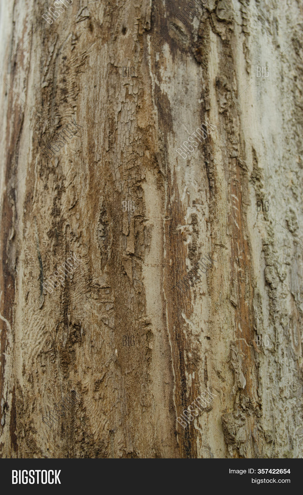 Smooth Tree Bark Image & Photo (Free Trial) | Bigstock