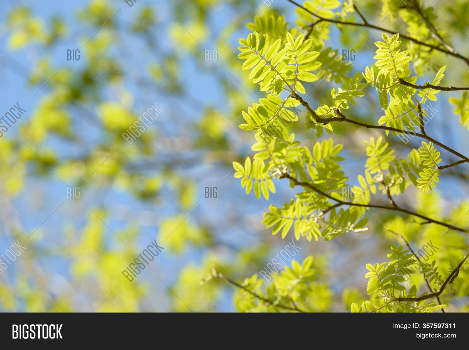 Young Tree Leaf Bud. Image & Photo (Free Trial) | Bigstock